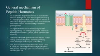 GENERAL MECHANISM OF PEPTIDE AND STEROID HORMONE ACTION.pdf