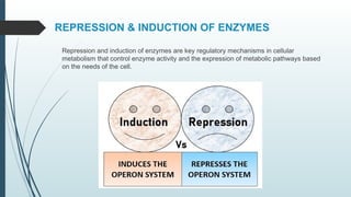 GENERAL MECHANISMS OF ENZYME REGULATION (1).pptx