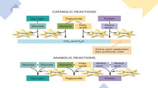 General Metabolism occurs in living organism.pptx