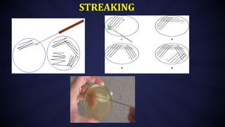 microorganisms cultivation, isolation,purification and characterization. | PPTX