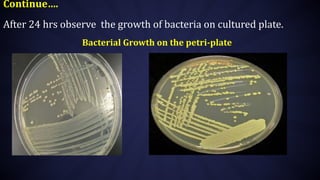 microorganisms cultivation, isolation,purification and characterization ...