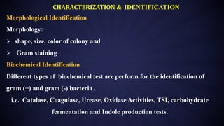 microorganisms cultivation, isolation,purification and characterization ...