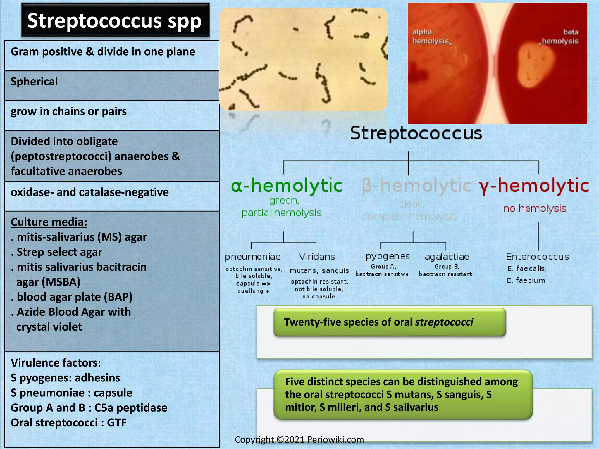 General microbiology | PPTX