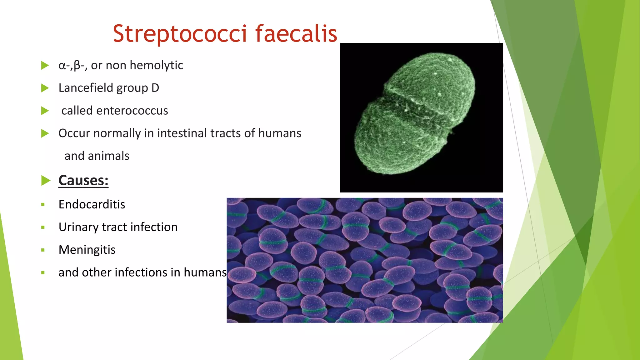 Gram positive bacteria | PPTX
