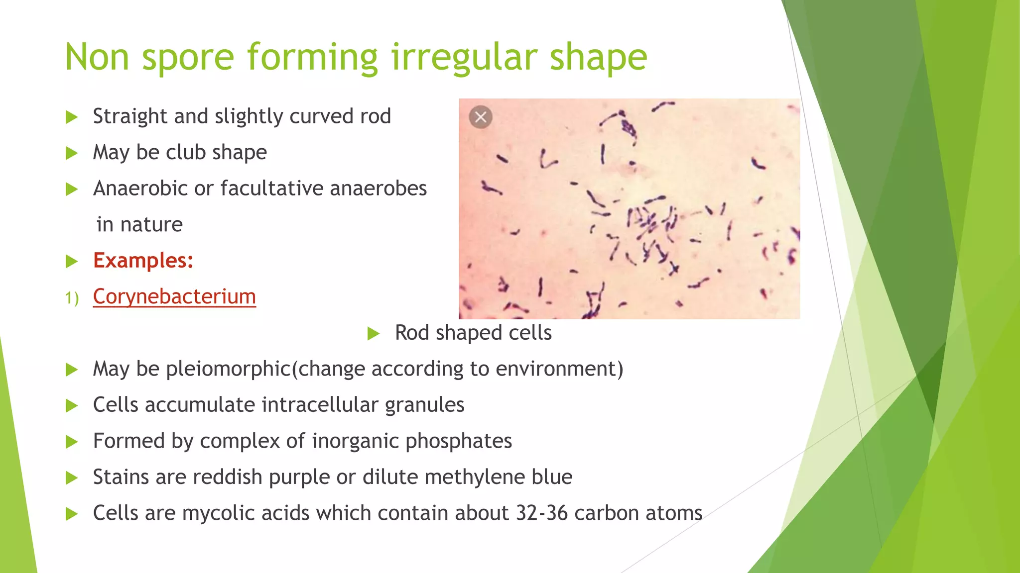 Gram positive bacteria | PPTX