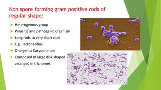 Gram positive bacteria | PPTX