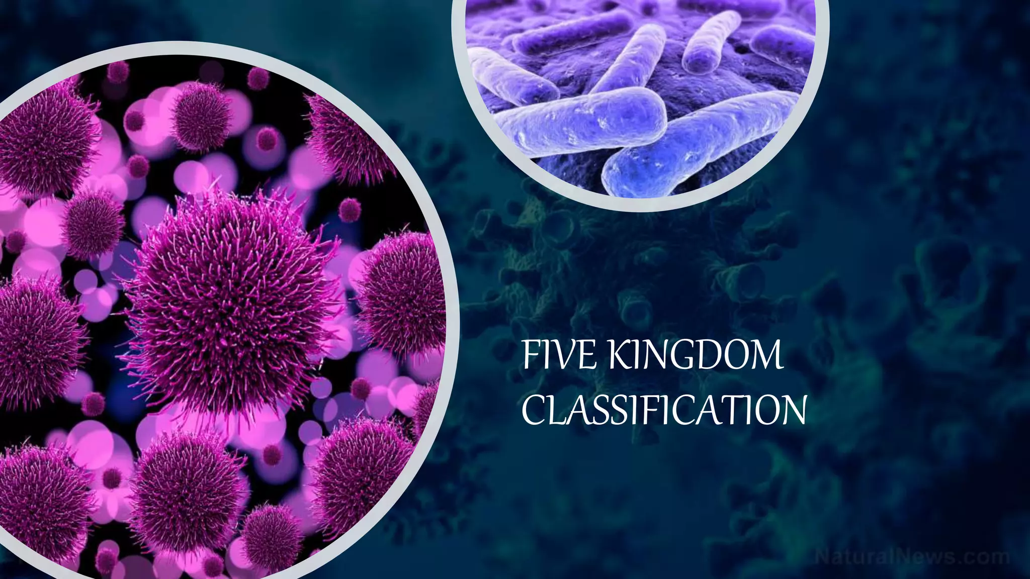 Binomial Classification | PPTX