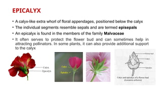 GENERAL MORPHOLOGY OF FLOWERS in .pptx