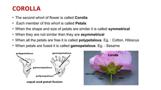 GENERAL MORPHOLOGY OF FLOWERS in .pptx