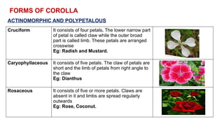 GENERAL MORPHOLOGY OF FLOWERS in .pptx