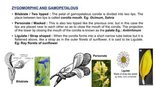 GENERAL MORPHOLOGY OF FLOWERS in .pptx