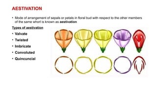 GENERAL MORPHOLOGY OF FLOWERS in .pptx