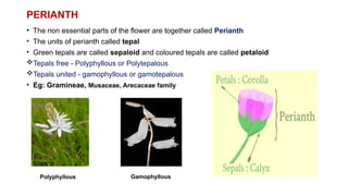 GENERAL MORPHOLOGY OF FLOWERS in .pptx