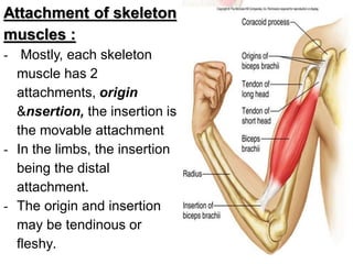 General myology copy | PPT