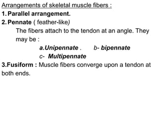General myology copy | PPT