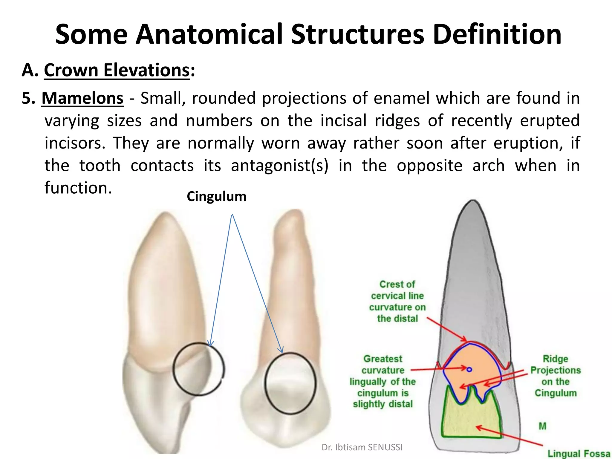 General oral and dental anatomy | PPT