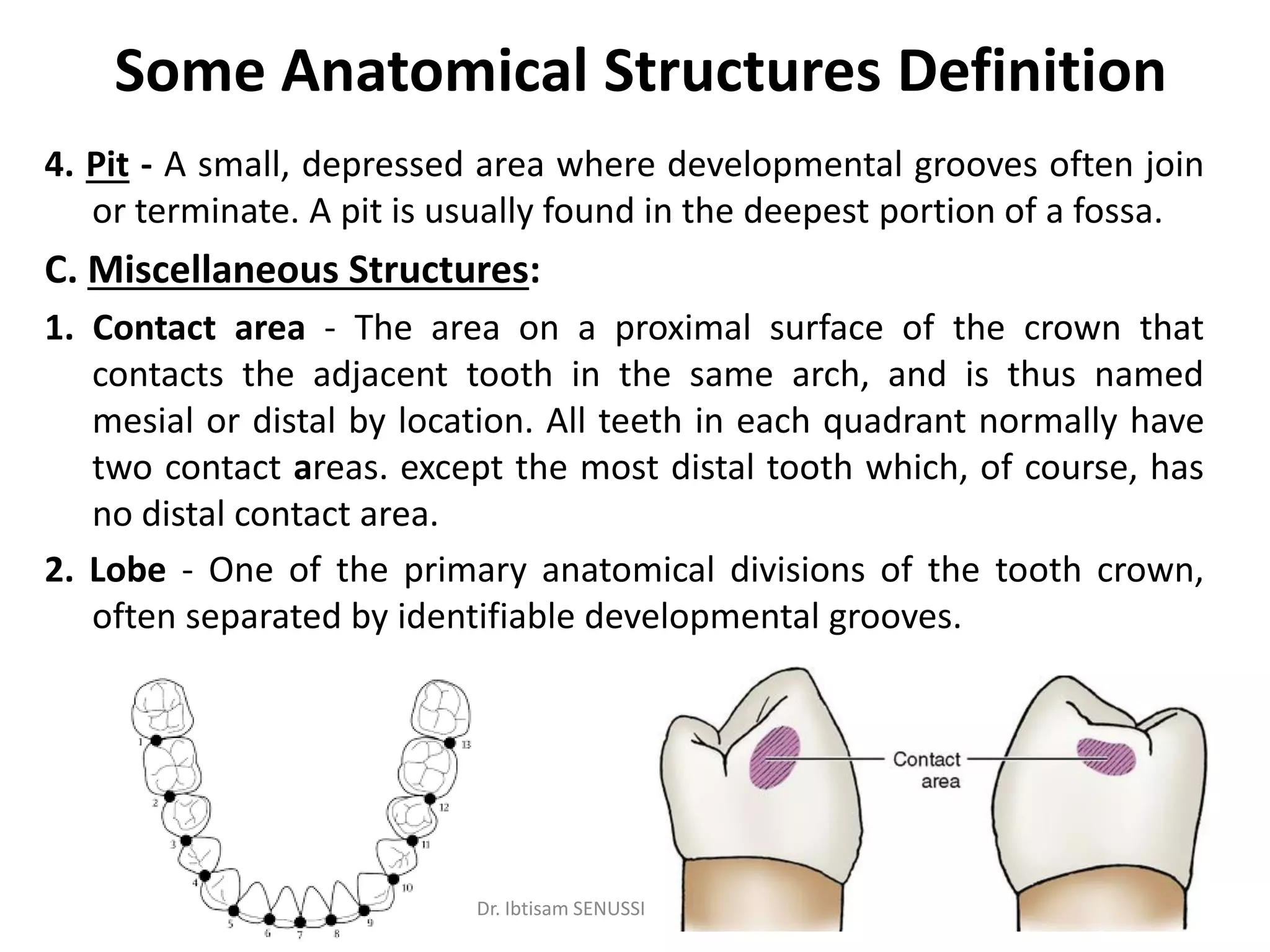 General oral and dental anatomy | PPT