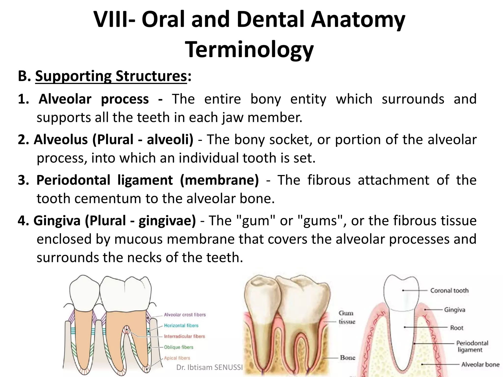 General oral and dental anatomy | PPT