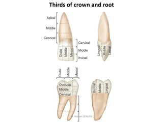 General oral and dental anatomy | PPT