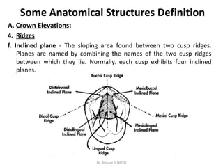 General oral and dental anatomy | PDF