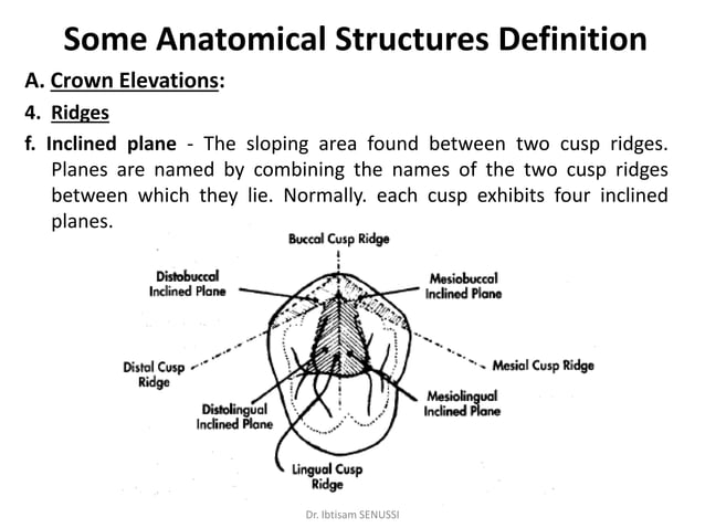 General oral and dental anatomy | PPT