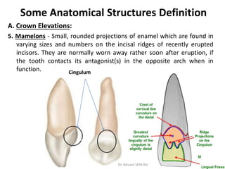 General oral and dental anatomy | PPT