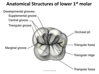 General oral and dental anatomy | PPT