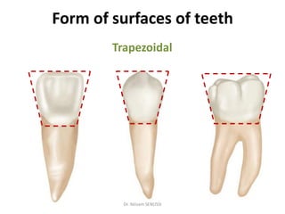 General oral and dental anatomy | PPT