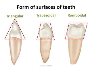 General oral and dental anatomy | PPT