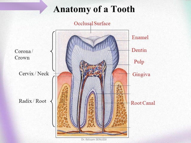 General oral and dental anatomy | PPT