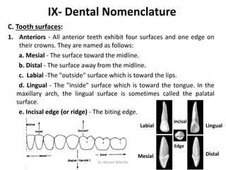 General oral and dental anatomy | PPT