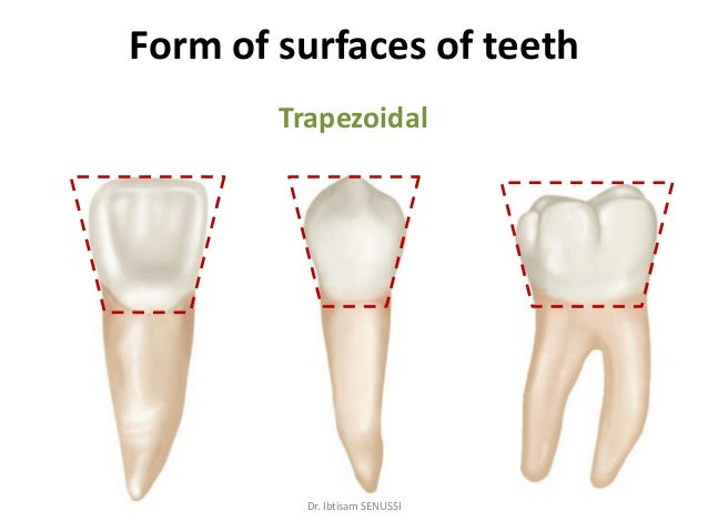 General oral and dental anatomy