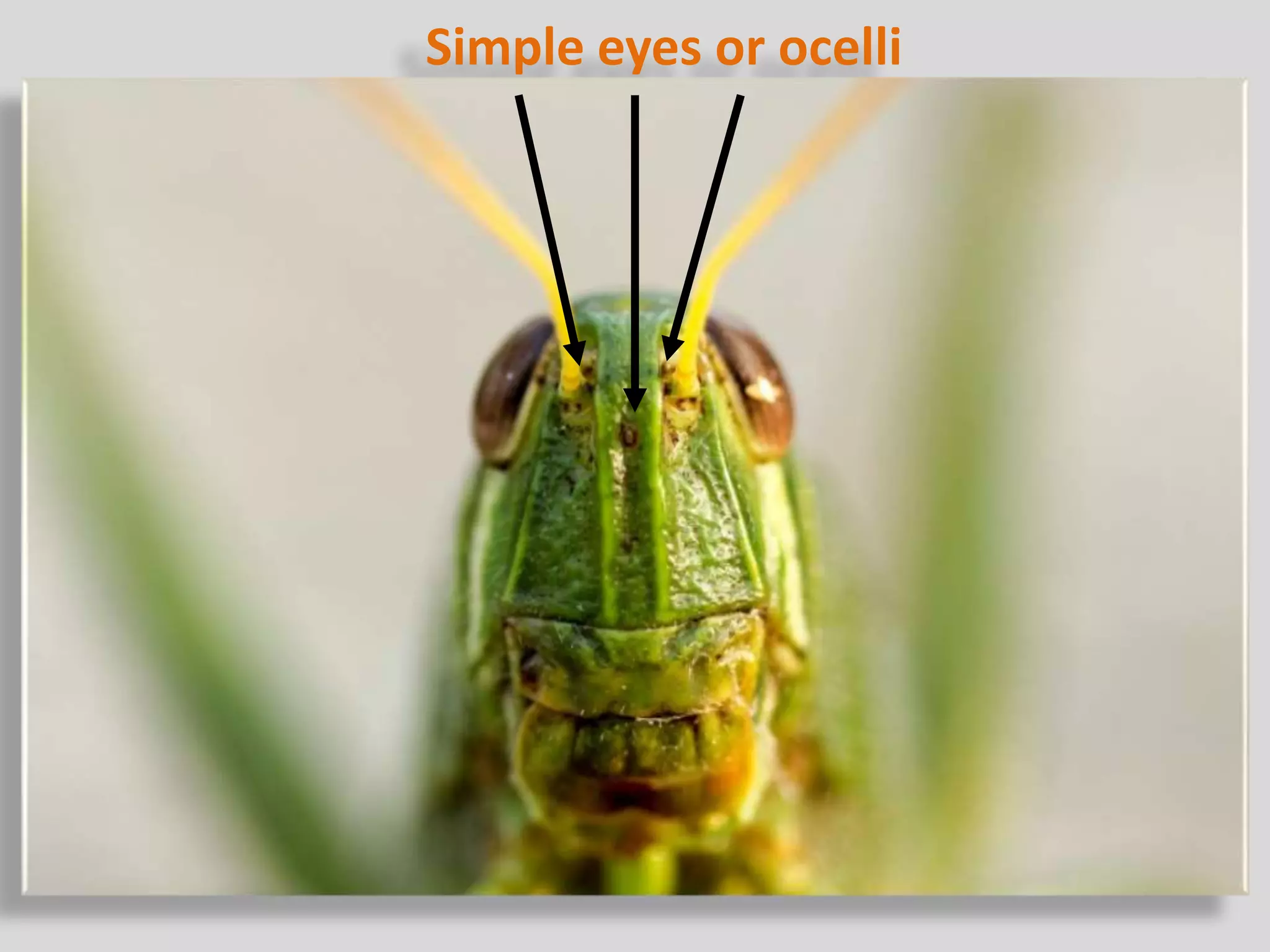 General organization of a Insect.pptx