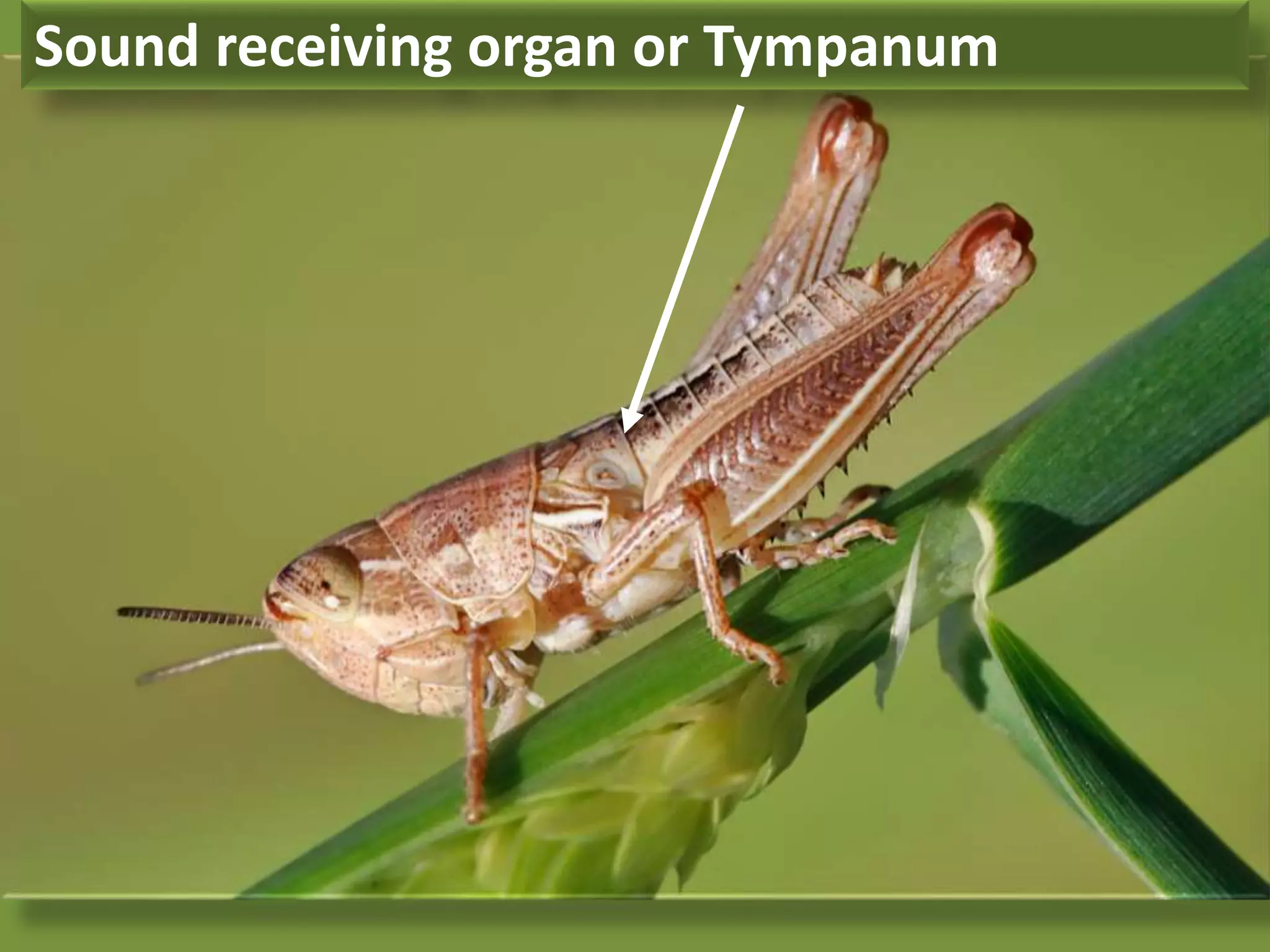 General organization of a Insect.pptx