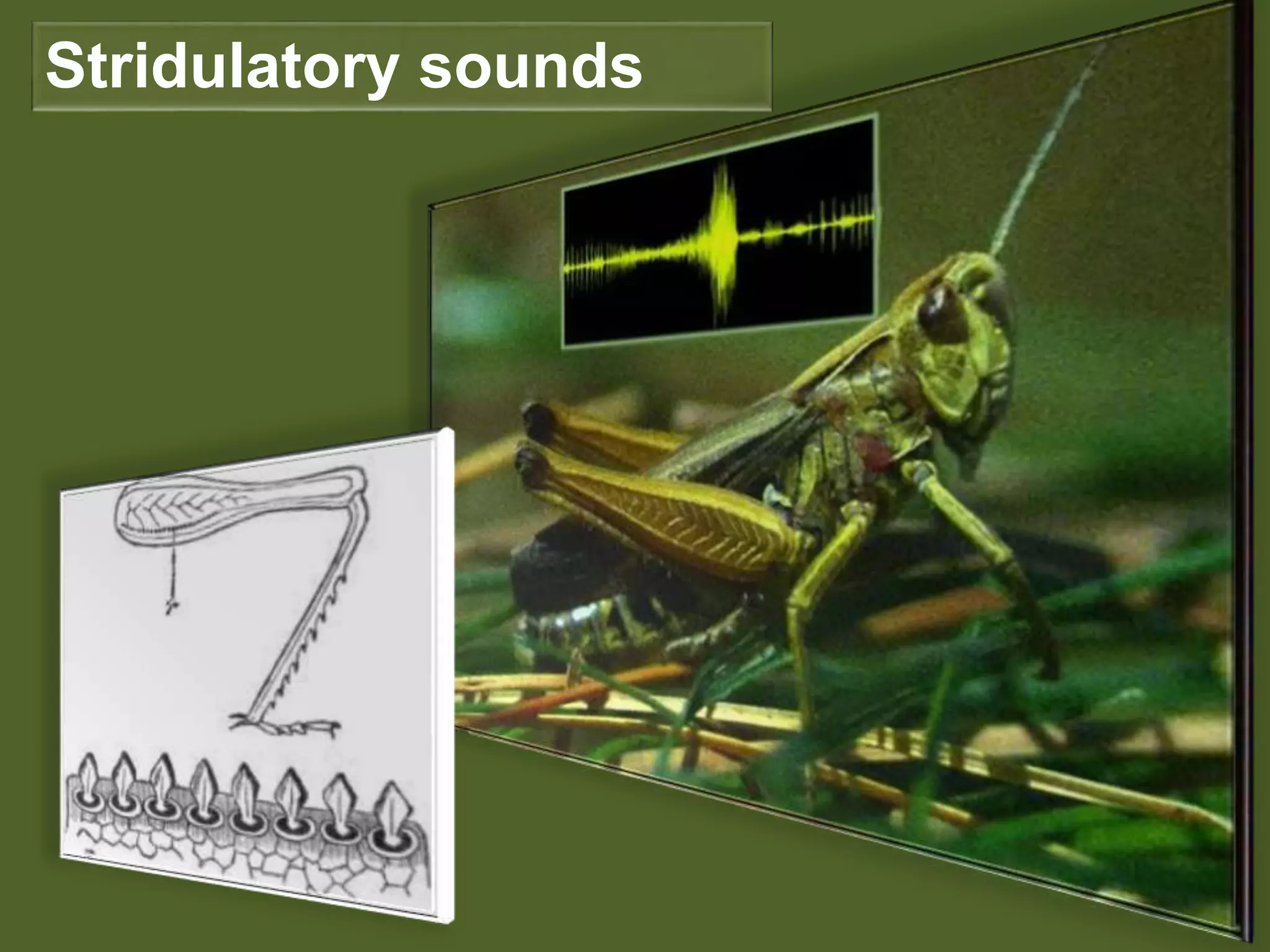 General organization of a Insect.pptx