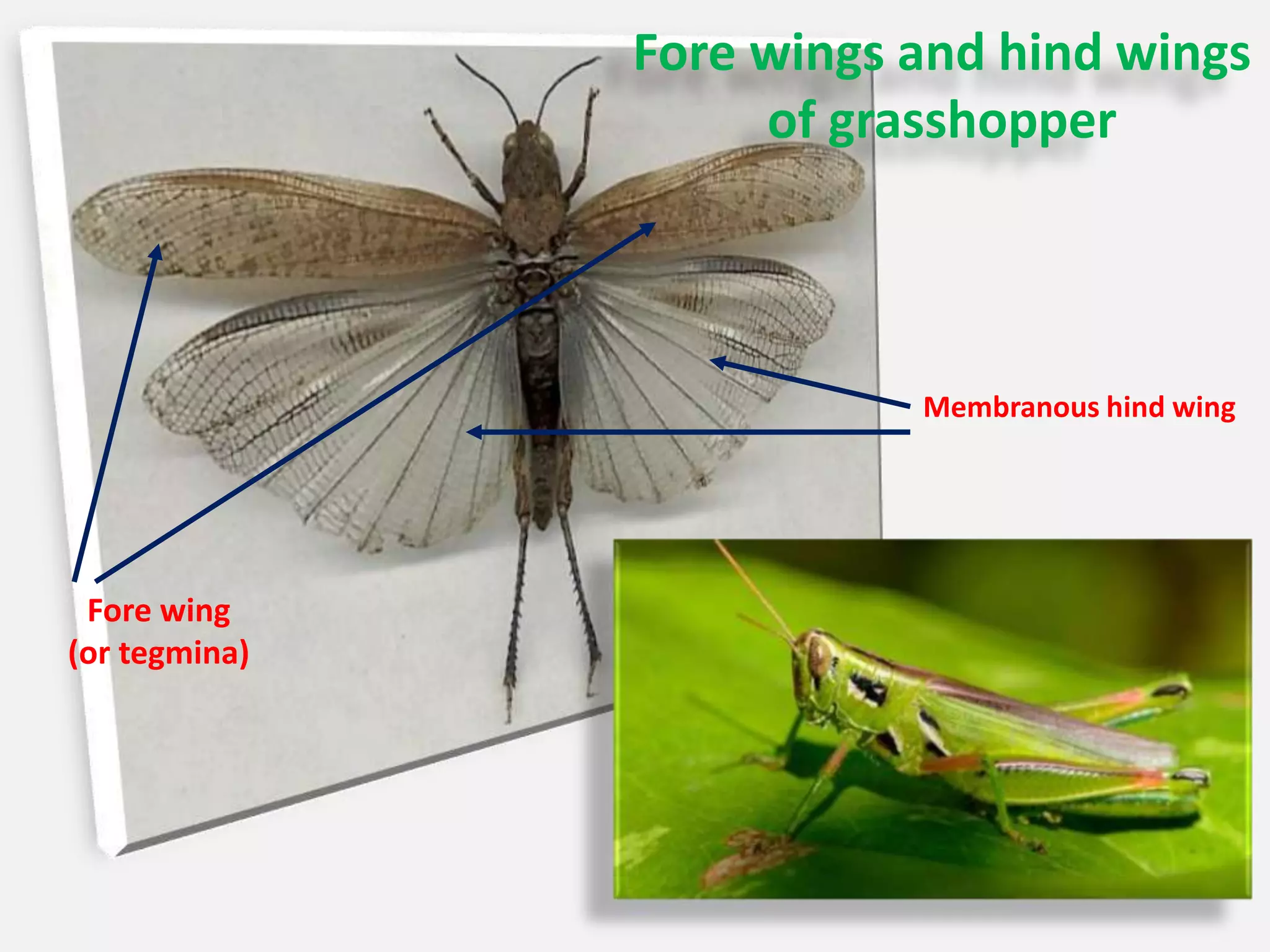 General organization of a Insect.pptx