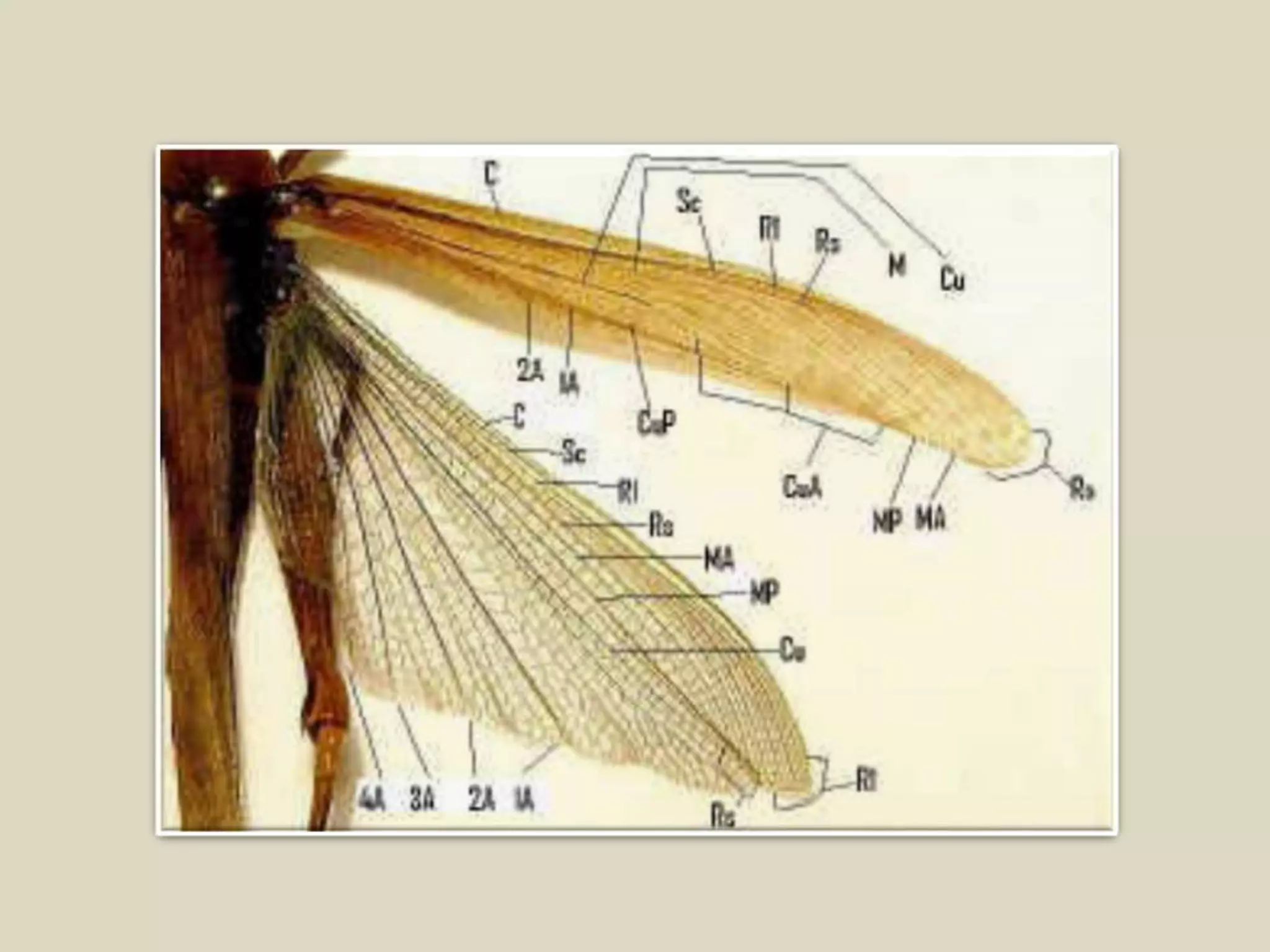 General organization of a Insect.pptx