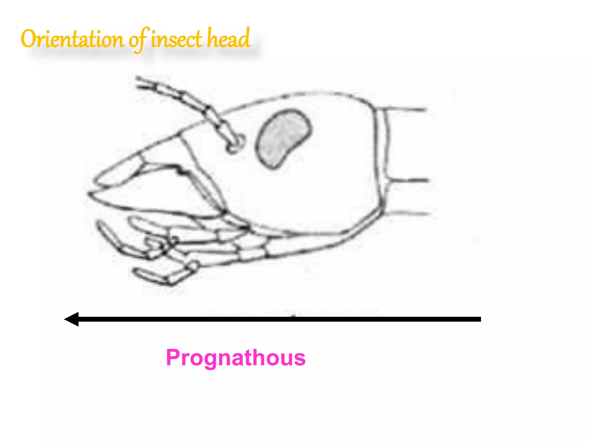 General organization of a Insect.pptx