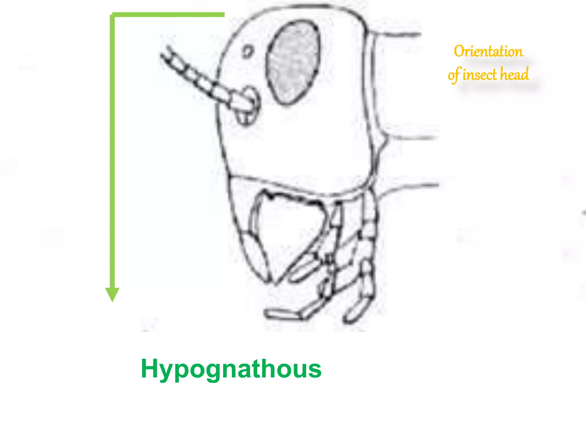 General organization of a Insect.pptx