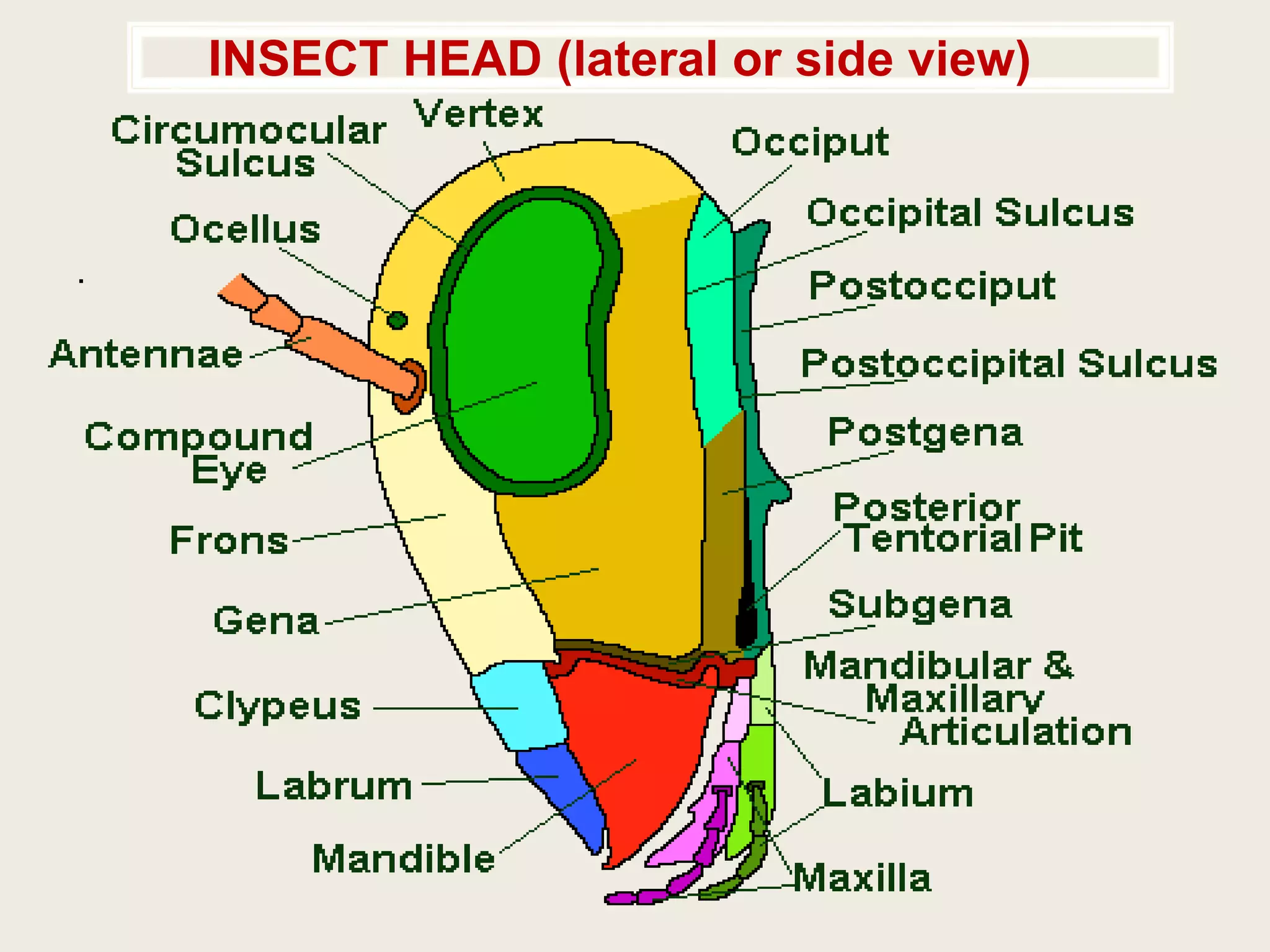 General organization of a Insect.pptx