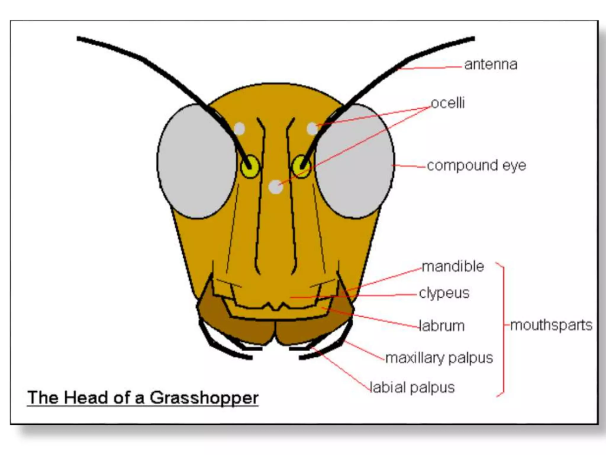 General organization of a Insect.pptx