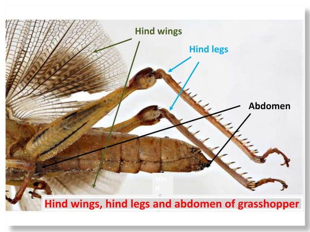 General organization of a Insect.pptx