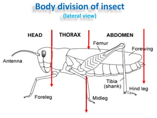 General organization of a Insect.pptx