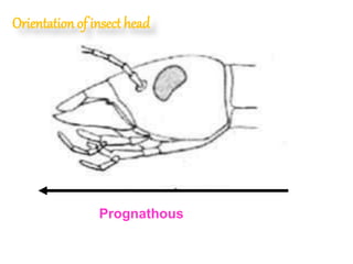 General organization of a Insect.pptx