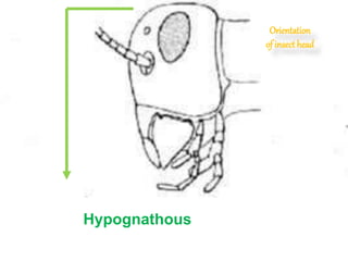 General organization of a Insect.pptx