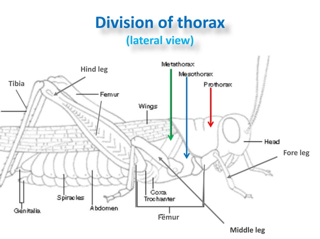 General organization of a Insect.pptx