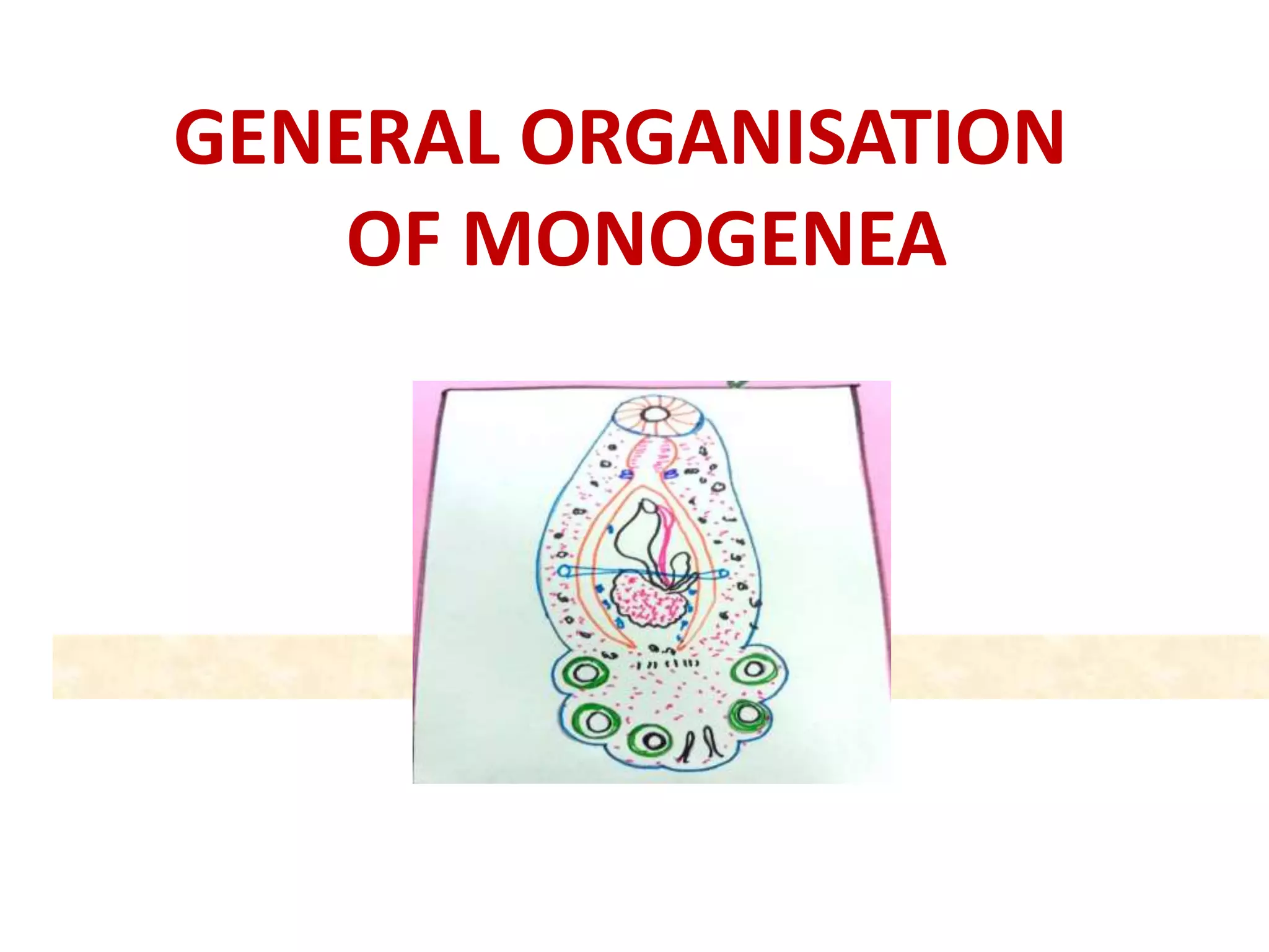 General organisatoon of monogenea | PPTX