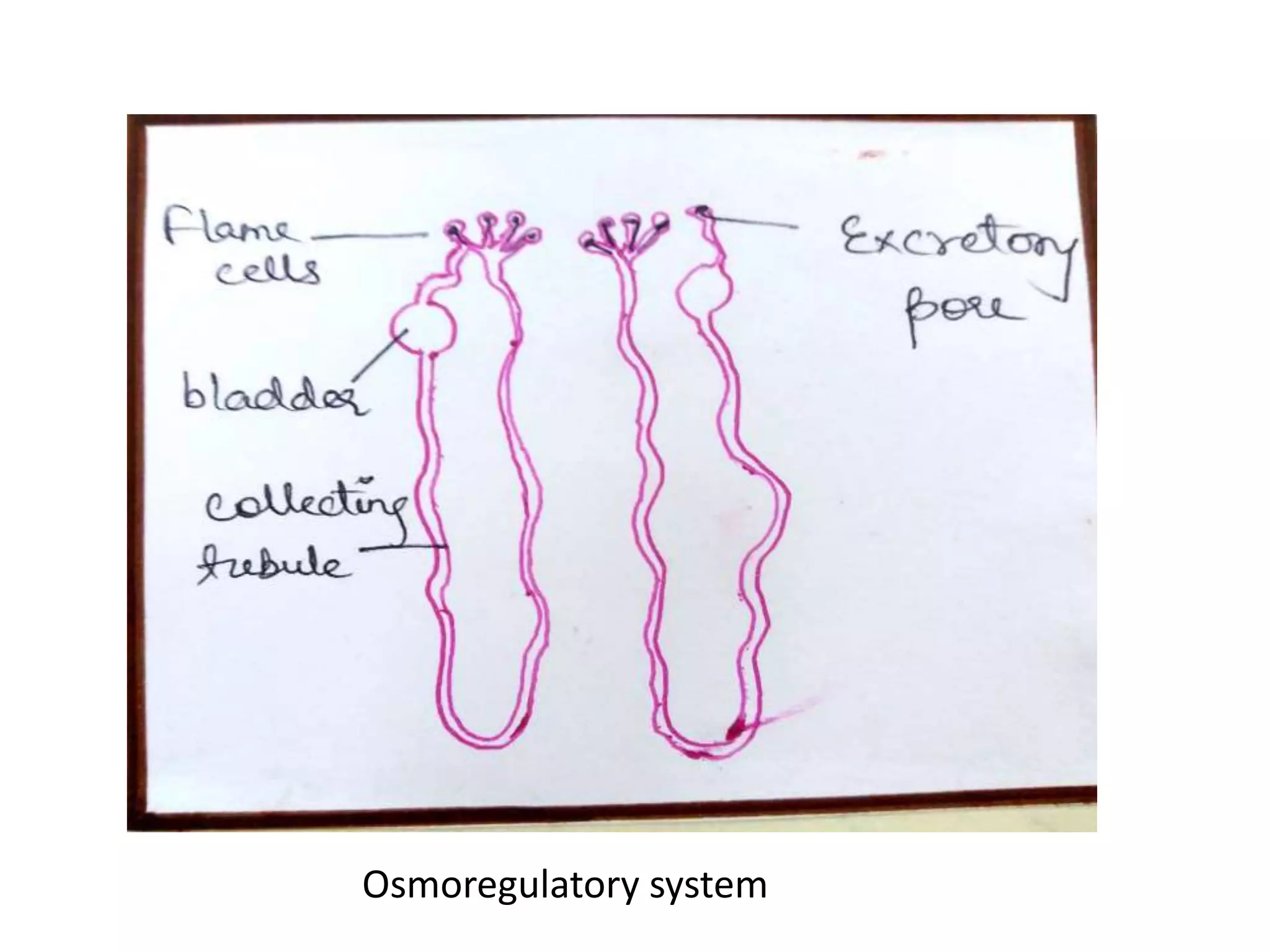 General organisatoon of monogenea | PPTX