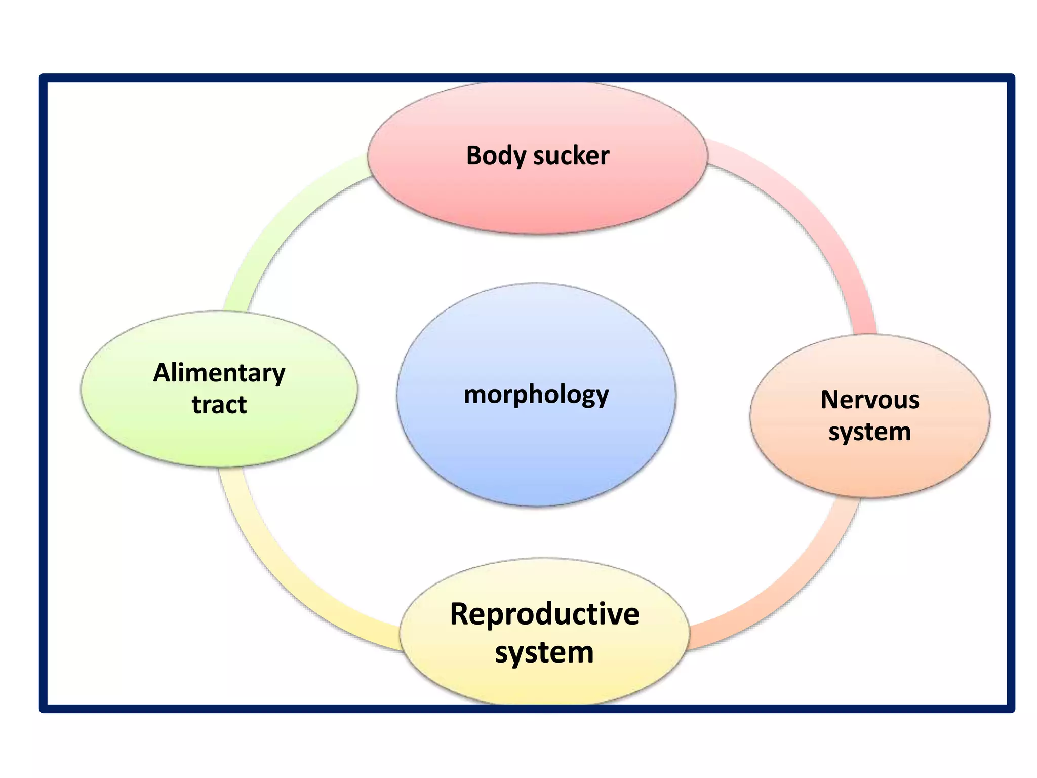 General organisatoon of monogenea | PPTX