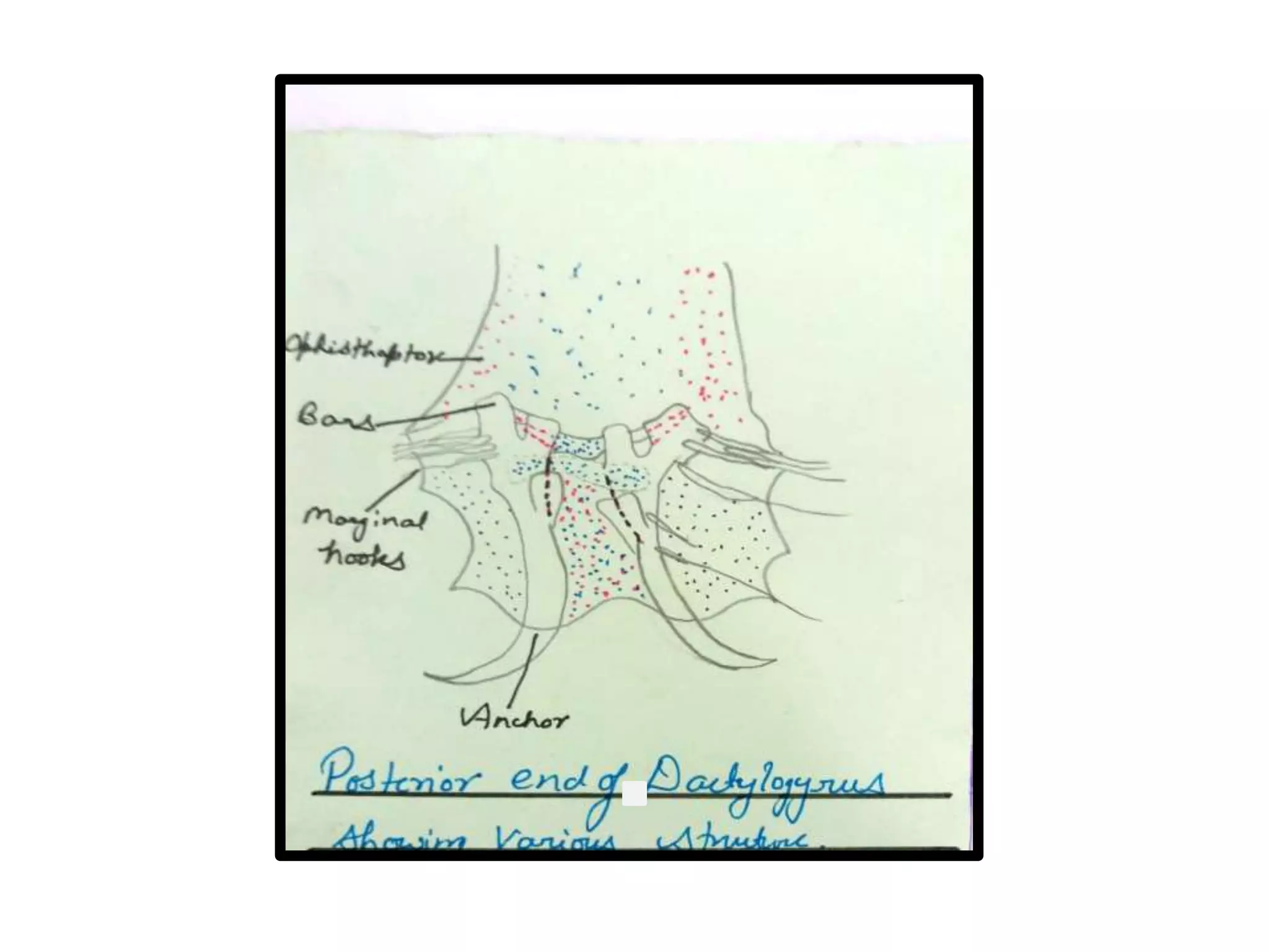 General organisatoon of monogenea | PPTX